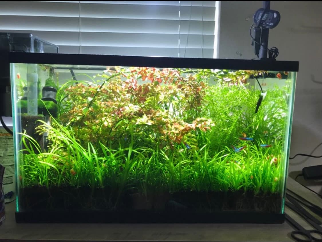 15x Dwarf Sagittaria Subulata Dwarf Sag Live Aquarium Plants - Etsy