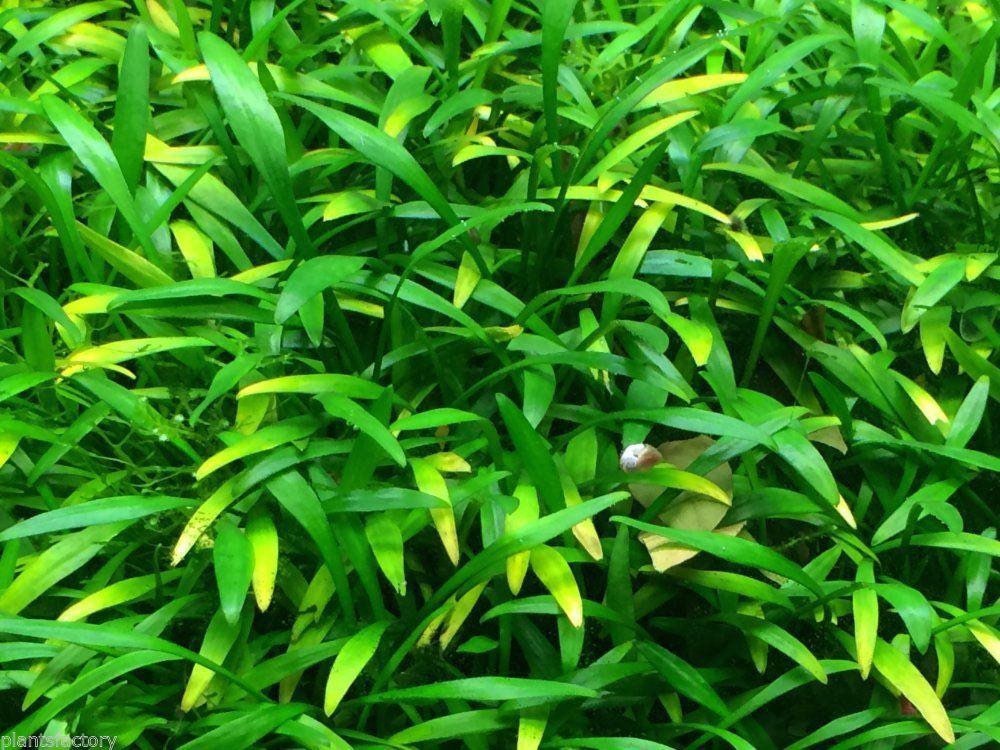 Aquarium Plants Seeds Cryptocoryne Parva Live Aquarium Plant - Easy ...