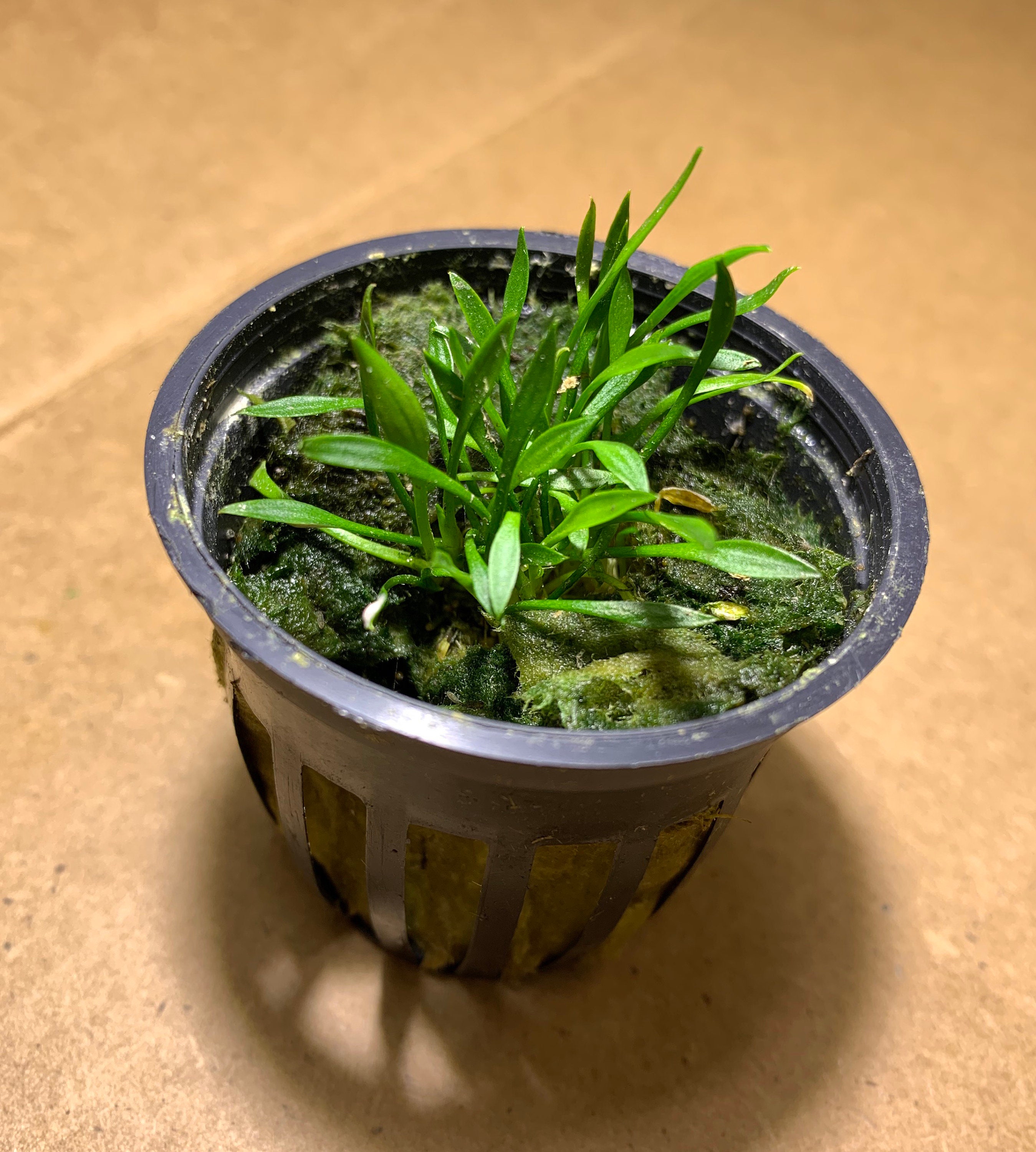 BUY 2 GET 1 FREE Cryptocoryne Parva Crypt Parva Easy Carpet - Etsy