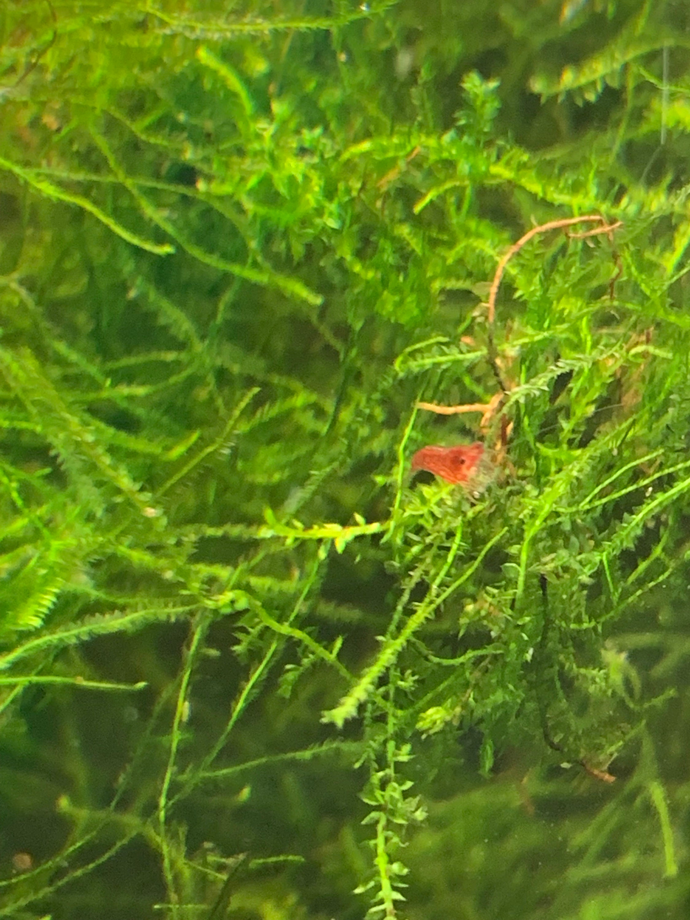 BUY 2 GET 1 FREE Christmas Moss Xmas Moss Vesicularia | Etsy