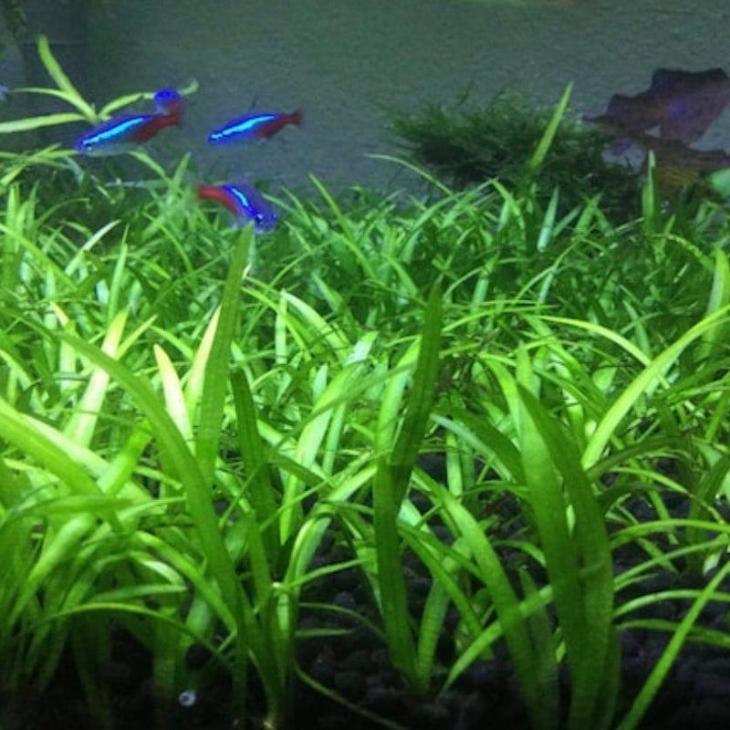 Live Fish Plant for Beta - Etsy