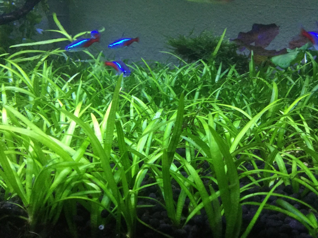 15x Dwarf Sagittaria Subulata Dwarf Sag Live Aquarium Plants Aquatic ...