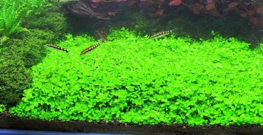 Micranthemum Monte Carlo Live Aquarium Plants BUY 2 GET 1 FREE - Etsy