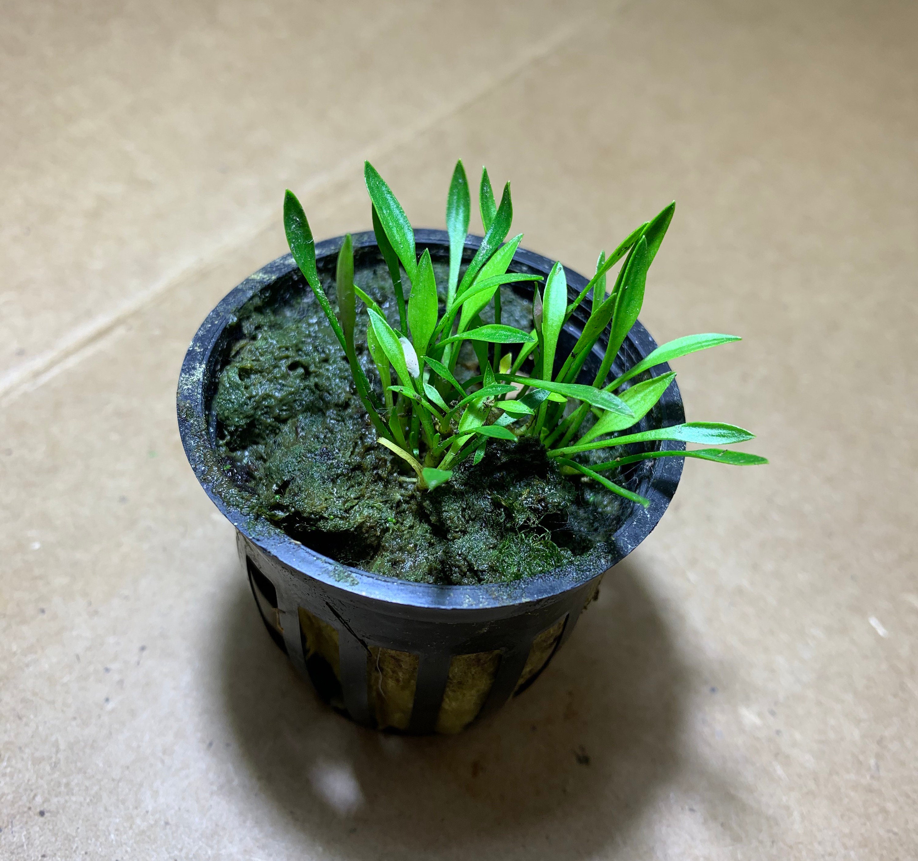 Cryptocoryne Parva Carpet