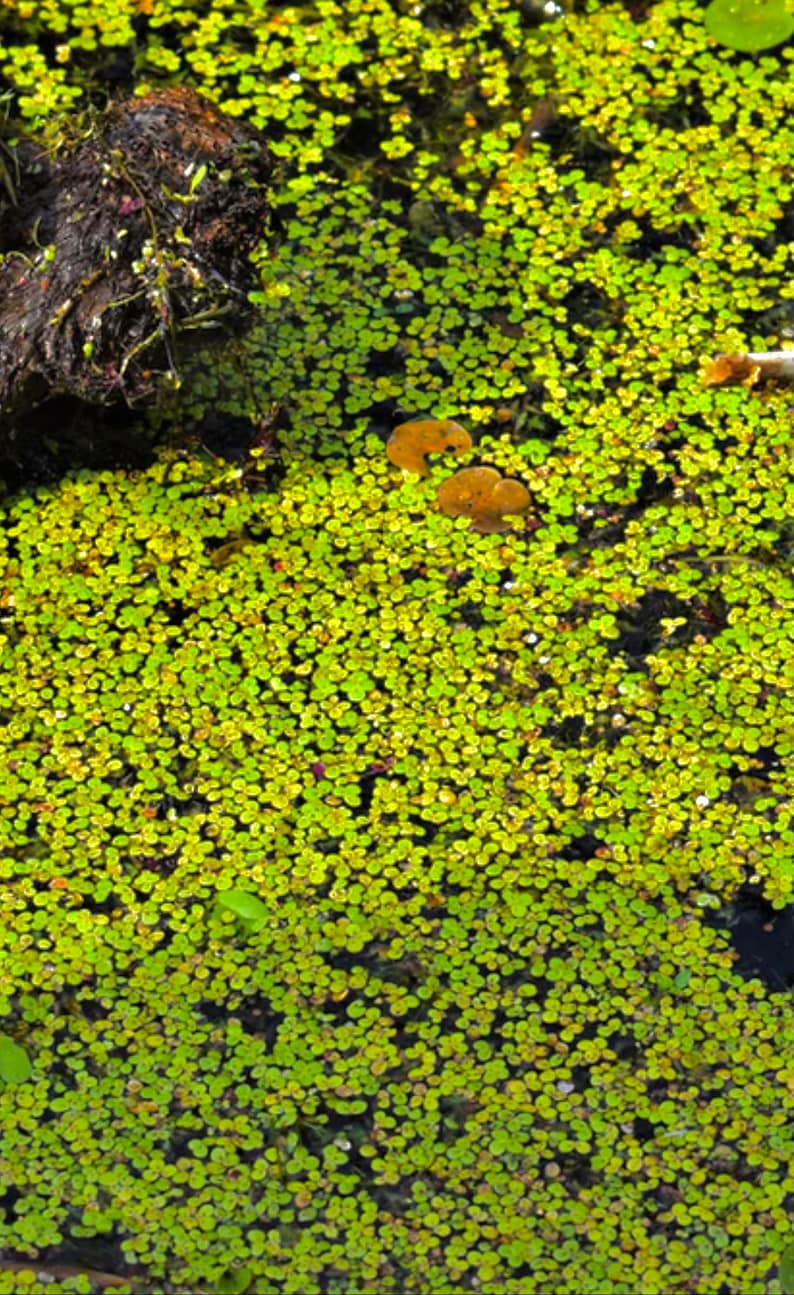 1000 Duckweed Live Floating Aquarium Plants Duckweed Frog Bit - Etsy