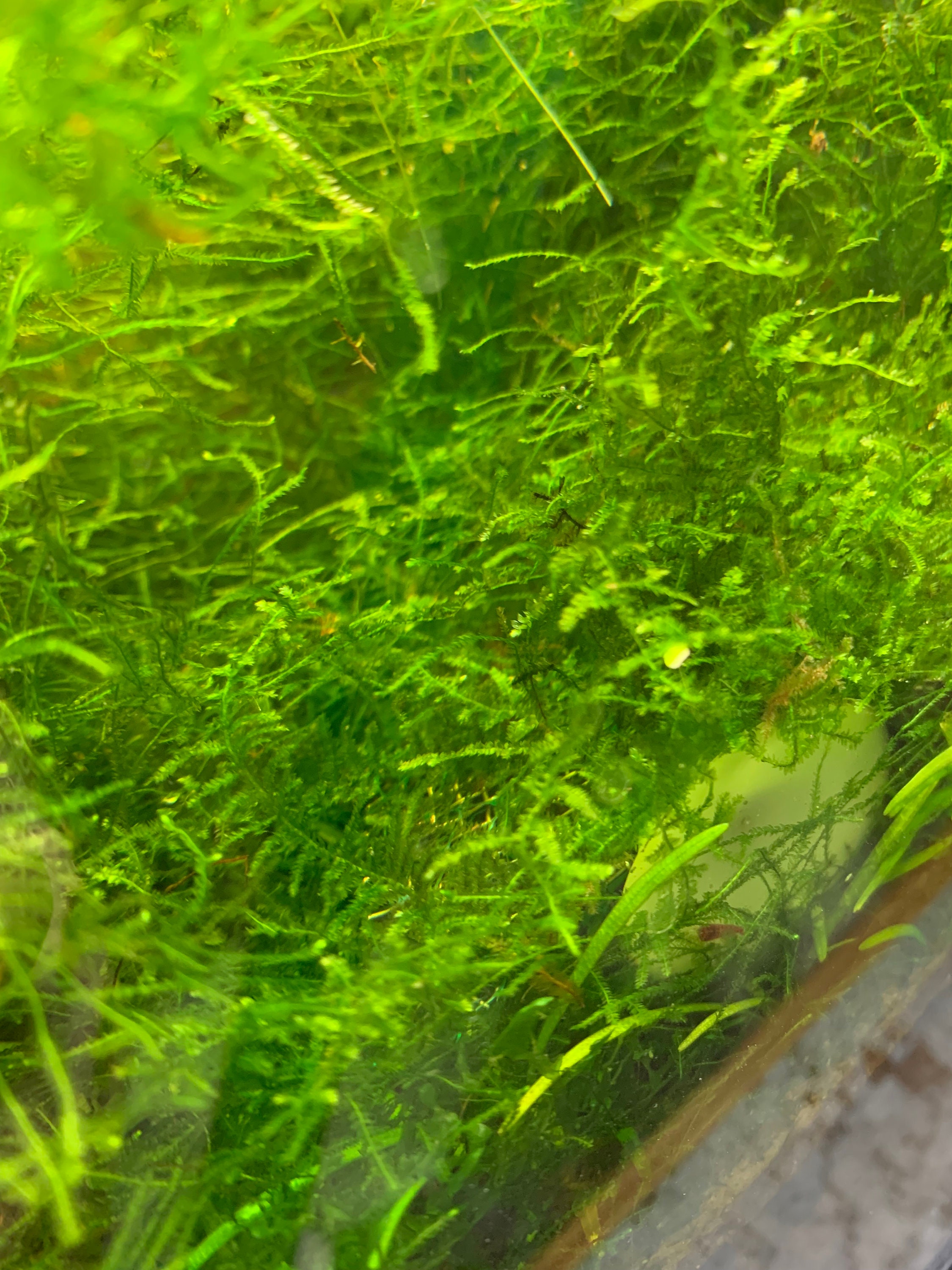 BUY 2 GET 1 FREE Christmas Moss Xmas Moss Vesicularia | Etsy