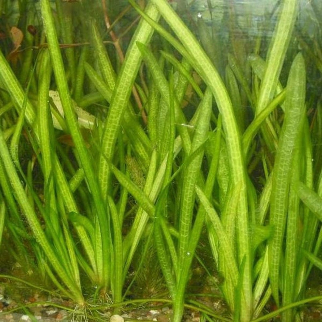 BUY 2 GET 1 FREE 5x Jungle Val Aquarium Plants Jungle Vallisneria Live ...