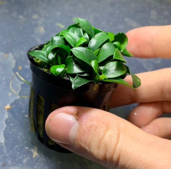 BUY 2 GET 1 FREE Anubias Nana Petite Pot Easy Live Aquarium - Etsy