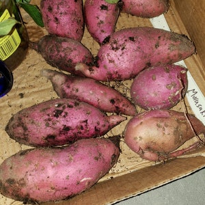 18 Variety Pack of Asian Purple Sweet Potato Slips Cuttings purple ...