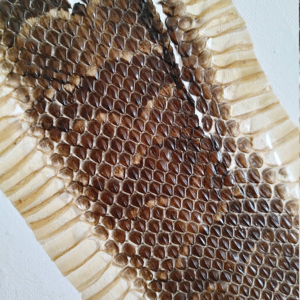 Rattlesnake Skin - Etsy