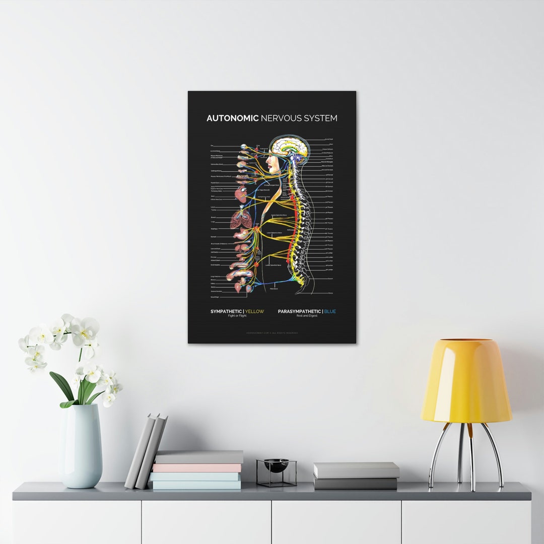 Autonomic Nervous System Canvas, Black Spinal Nerve Poster ...