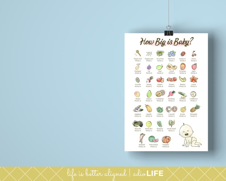 How Big is Baby Fruit Chart OBGYN Art Pregnancy Education - Etsy