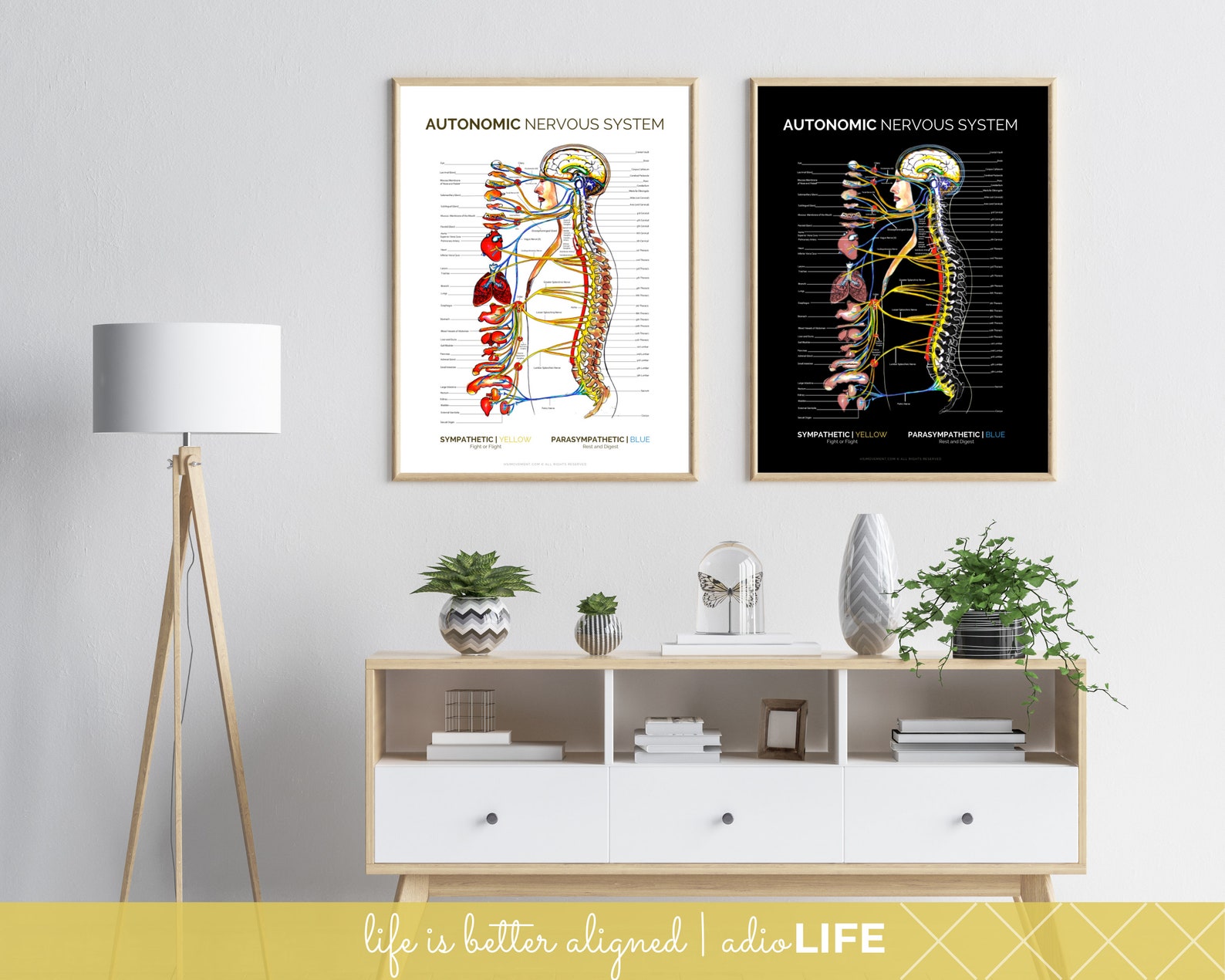 Spinal Nerve Poster ANS Chart, Chiropractor Education, Autonomic ...