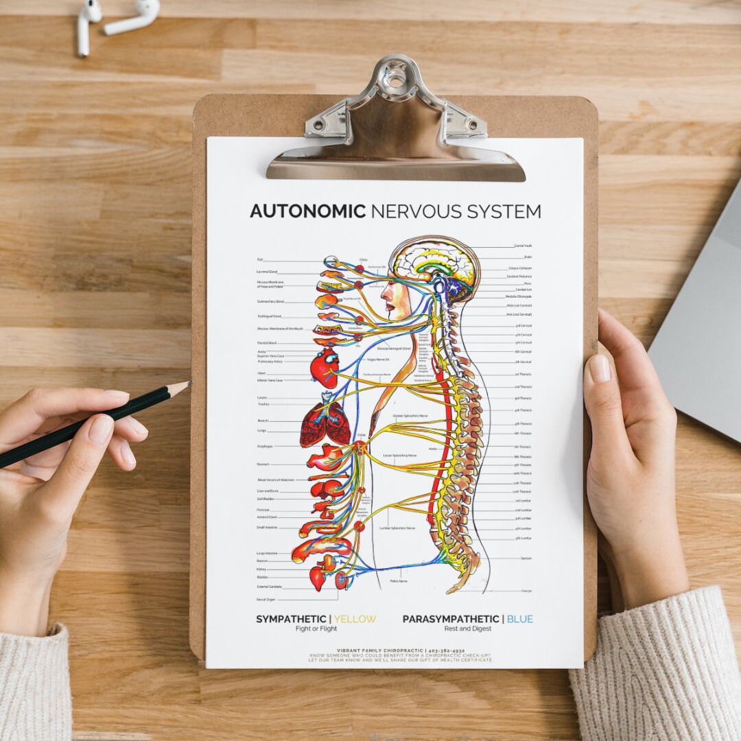 Chiro Patient Education Notepad, Subluxation Chart 8.5” X 11, Perfect ...