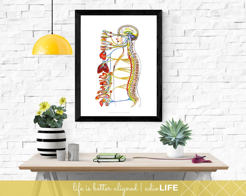 Best Nerve Poster Spinal ANS Chart Chiropractic Education - Etsy
