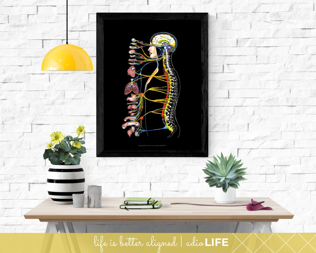 Best Nerve Poster, Spinal ANS Chart, Chiropractic Education, Autonomic ...