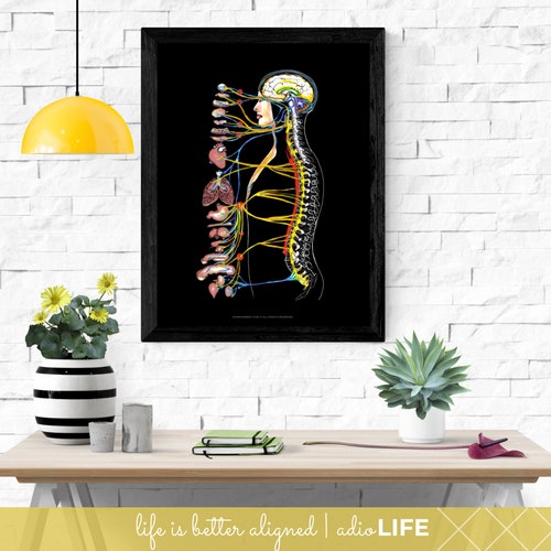 Best Nerve Poster Spinal ANS Chart Chiropractic Education - Etsy