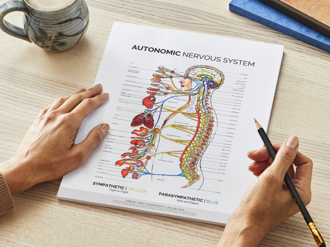 ANS Notepad 8.5” X 11”, Chiro Patient Education, ROF Handouts for ...
