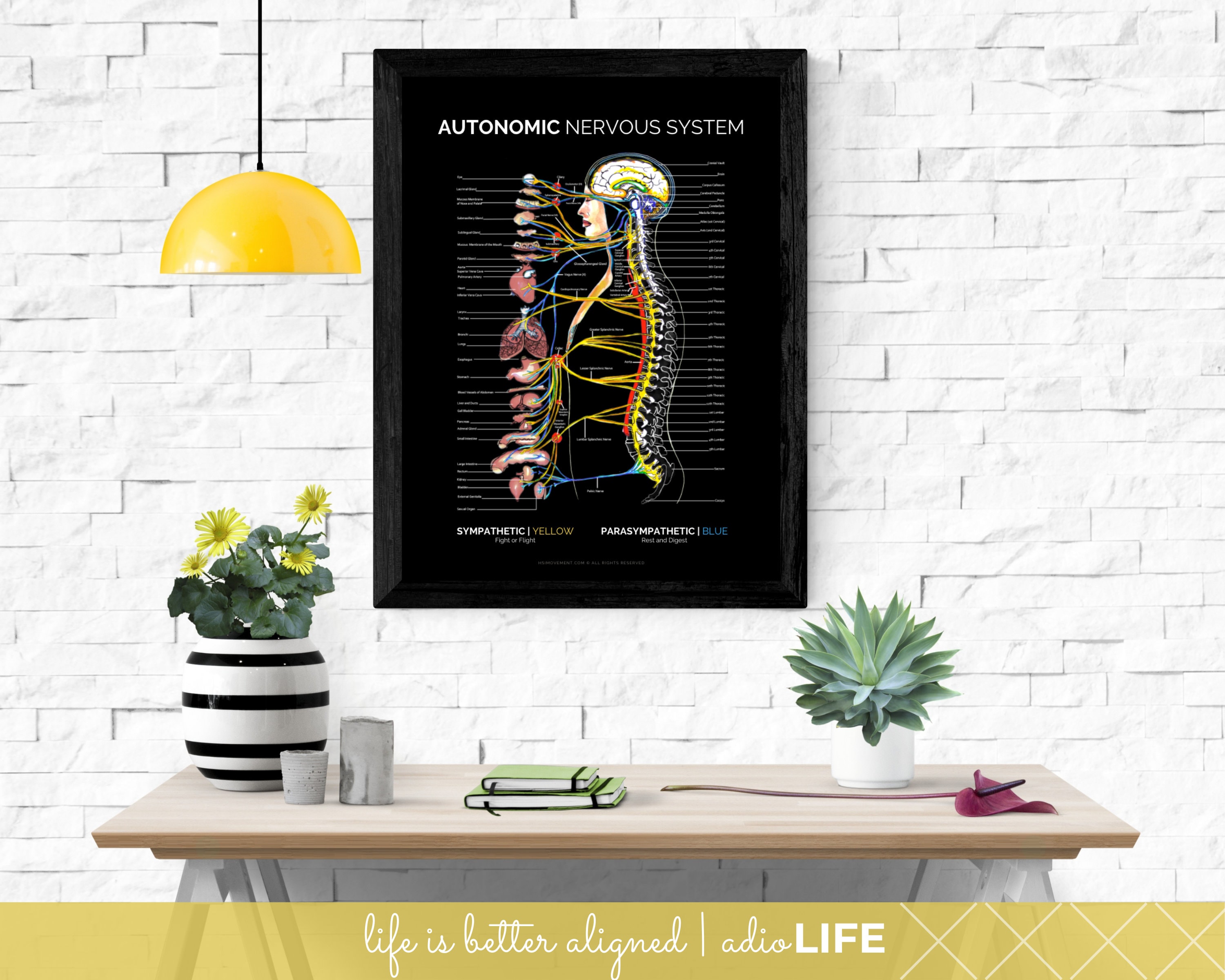 Spinal Nerve Poster ANS Chart Chiropractor Education - Etsy UK