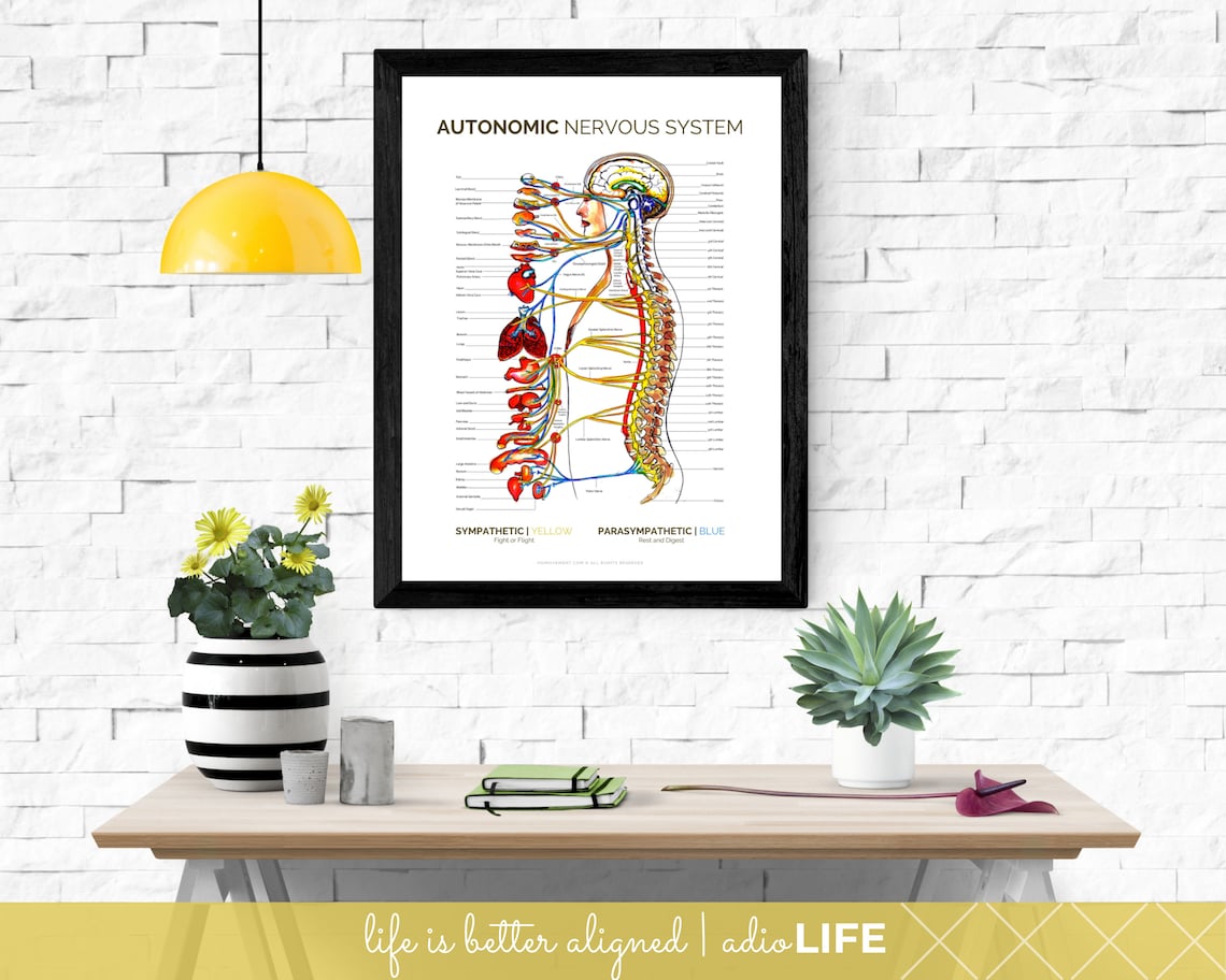 Spinal Nerve Poster ANS Chart, Chiropractor Education, Autonomic ...