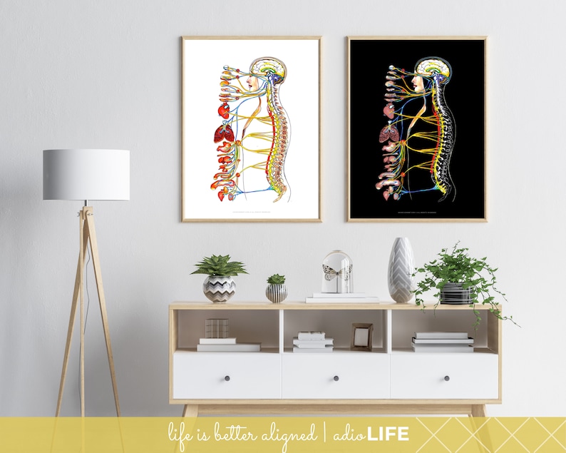 Best Nerve Poster Spinal ANS Chart Chiropractic Education - Etsy