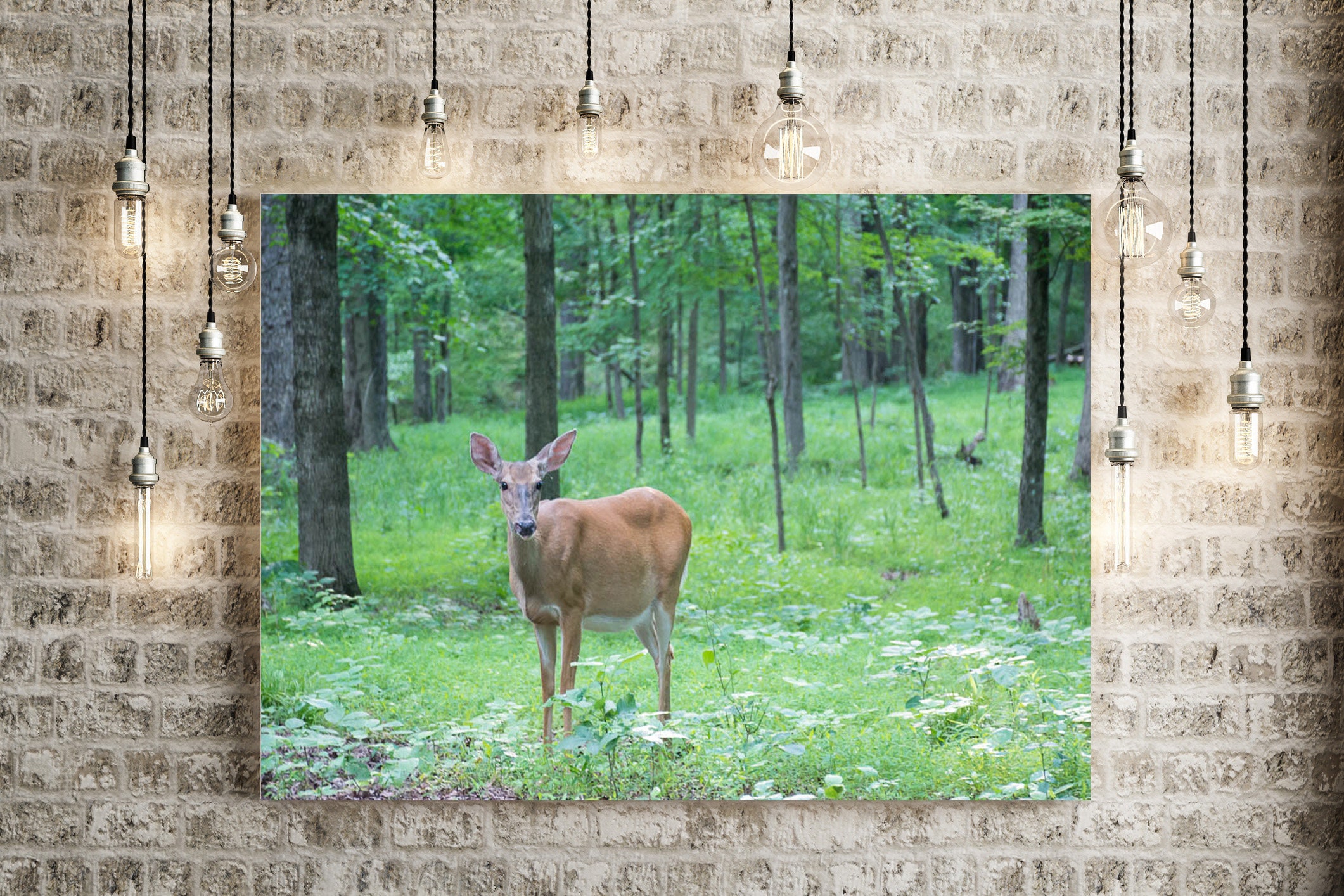 Deer Photograph, Doe Picture, Kentucky Wildlife Wall Décor, Forest Wall ...