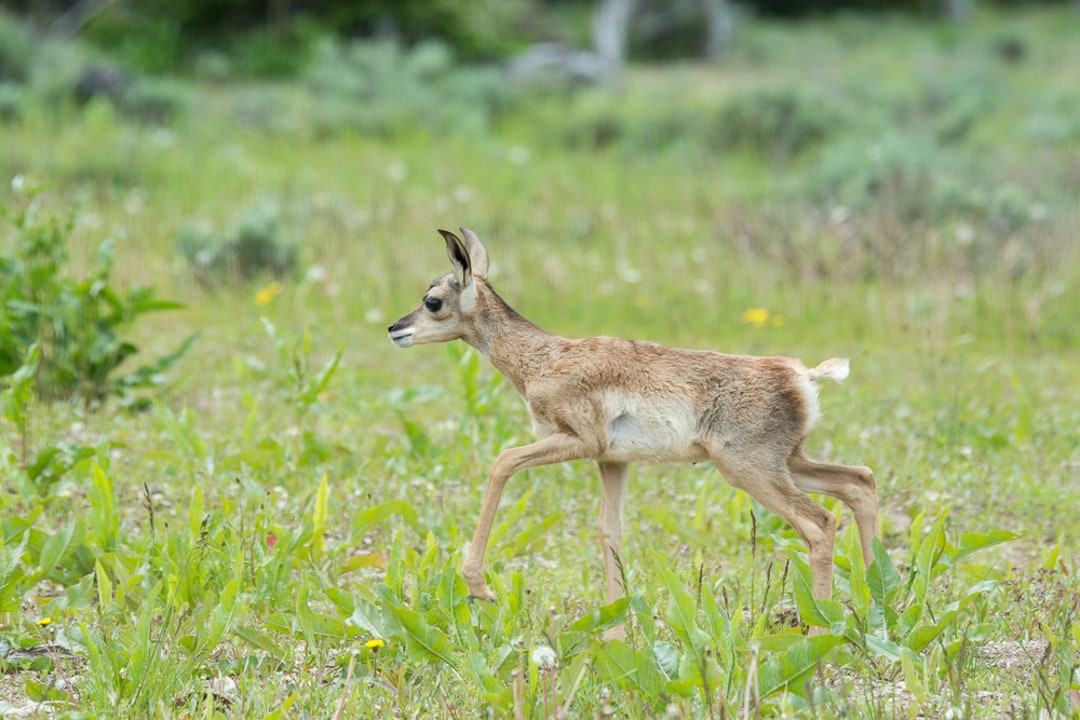 Baby Pronghorn Photograph, Baby Antelope Picture, Yellowstone National ...