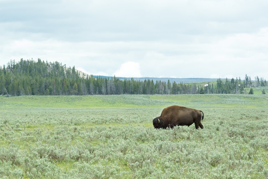 Lone Bison Print, Wildlife Photograph, Buffalo Photograph, Yellowstone ...
