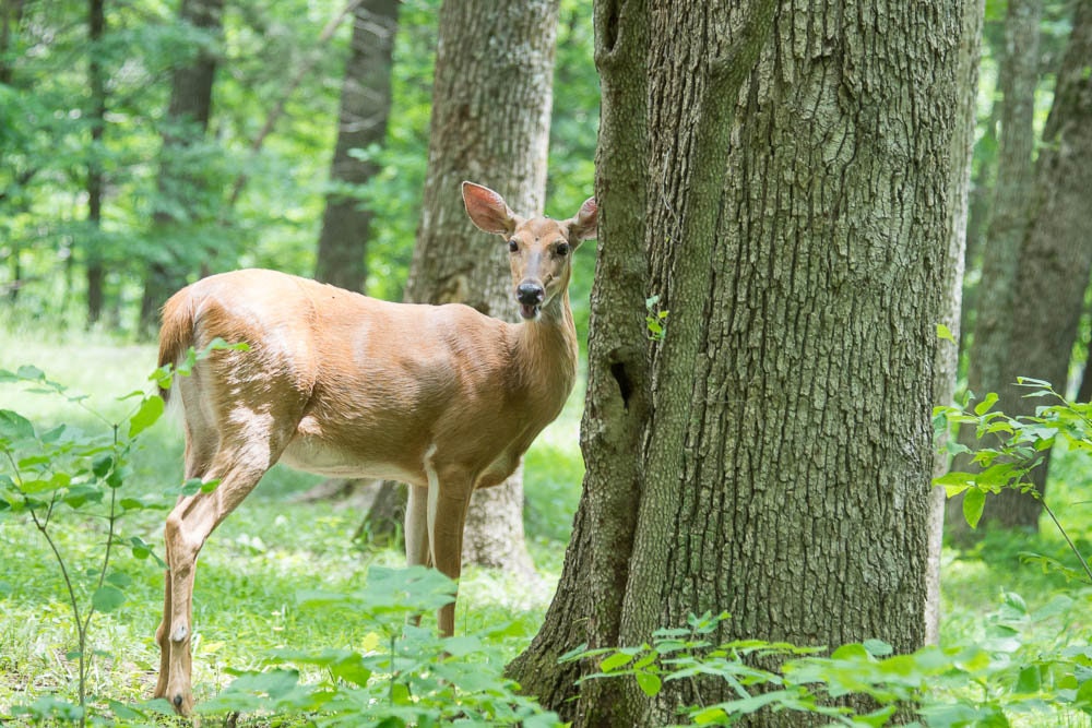 Deer Photograph, Small Doe Picture, Kentucky Wildlife Wall Décor, Wall ...