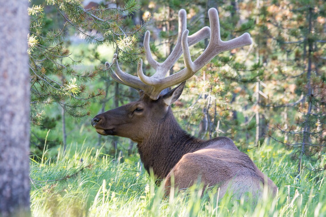 Bull Elk Photograph, Bull Elk Bedded Down Picture, Wildlife Wall Art ...