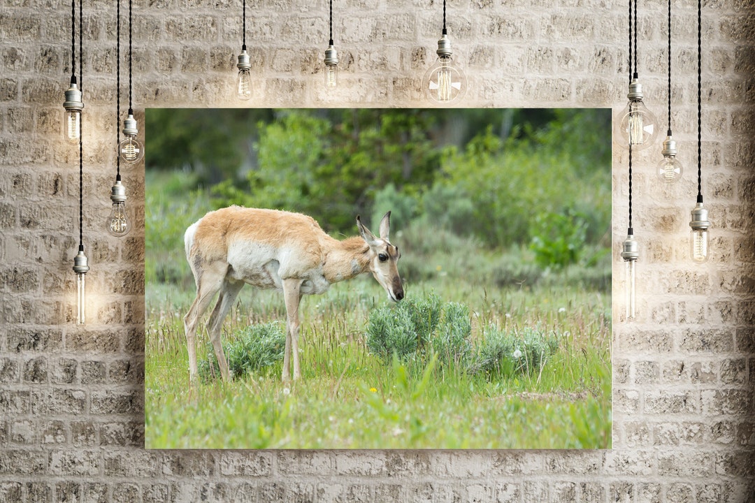Pronghorn Photograph, Antelope Picture, Yellowstone National Park Art ...