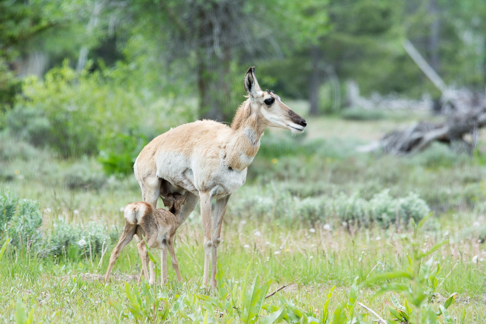 Mom and Baby Pronghorn Photograph, Pronghorn Print, Antelope Photo ...