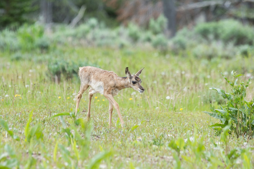 Baby Pronghorn Photo, Baby Antelope Print, Baby Wildlife Print, Baby ...