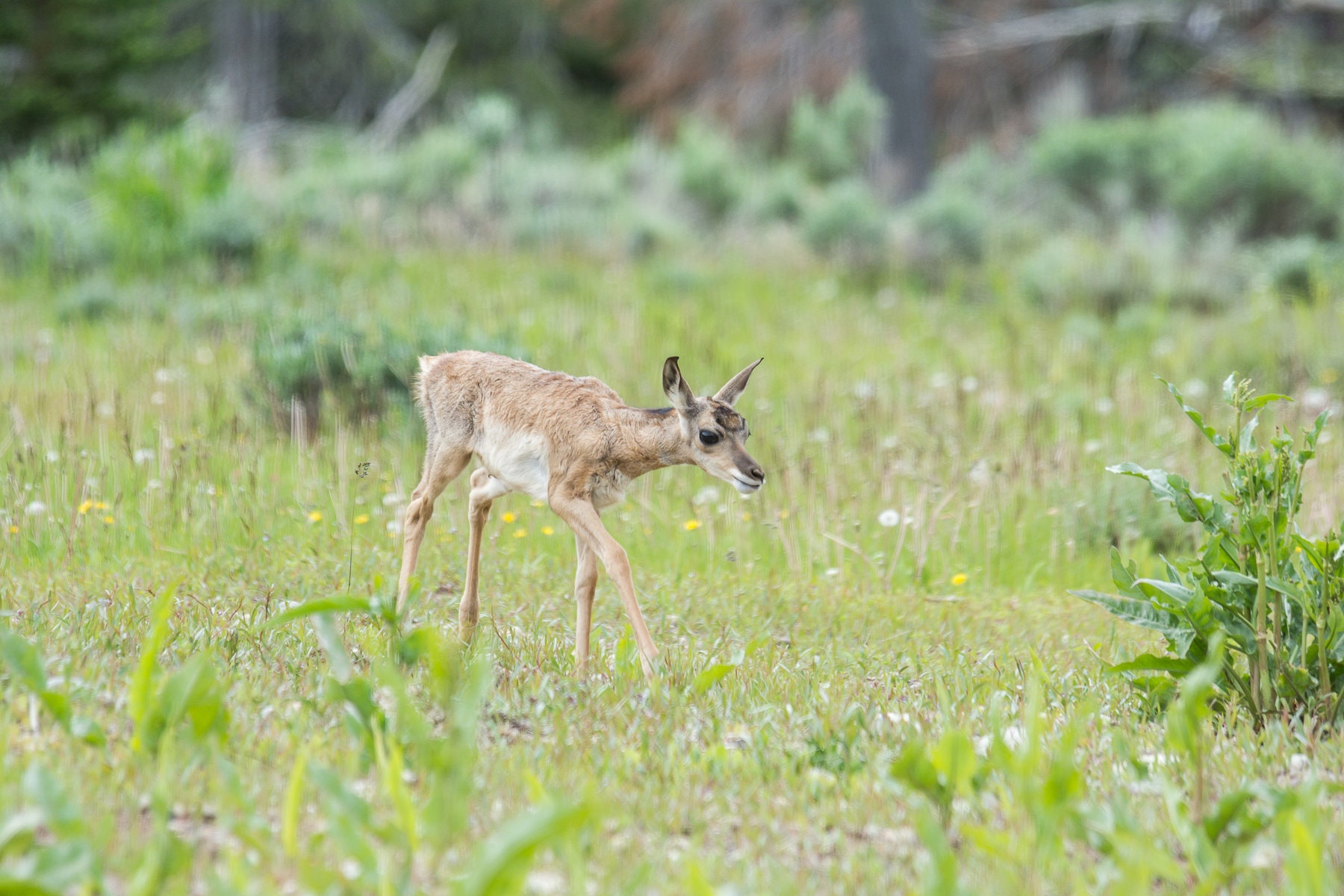 Baby Pronghorn Antelope