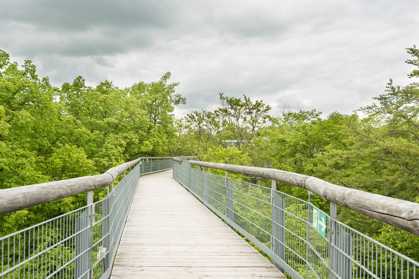 Wooden Pathway Photograph Tree Top Trail Picture Wall Décor - Etsy