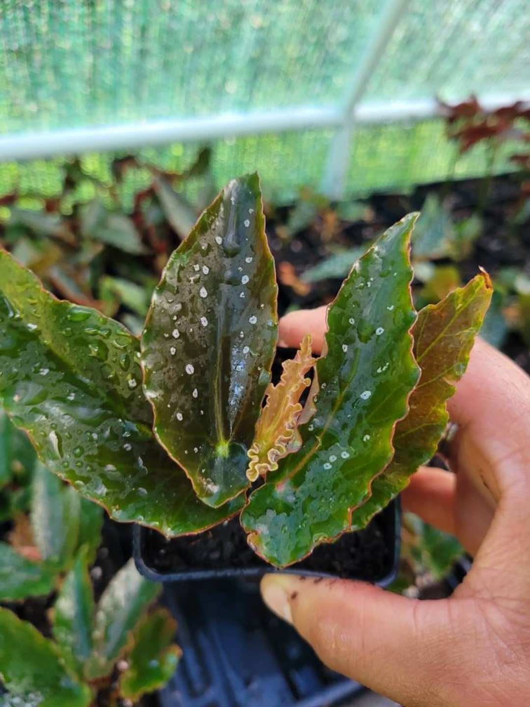 Angel Wing Begonia Torch Pink - Etsy