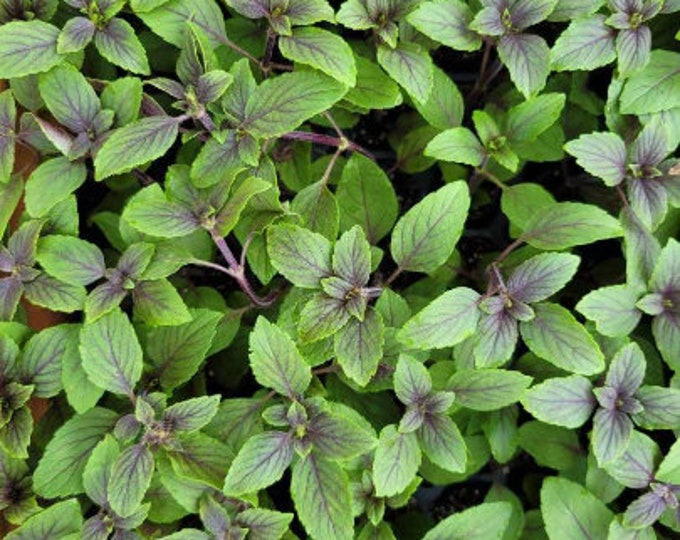 African Blue Basil Plant - Etsy