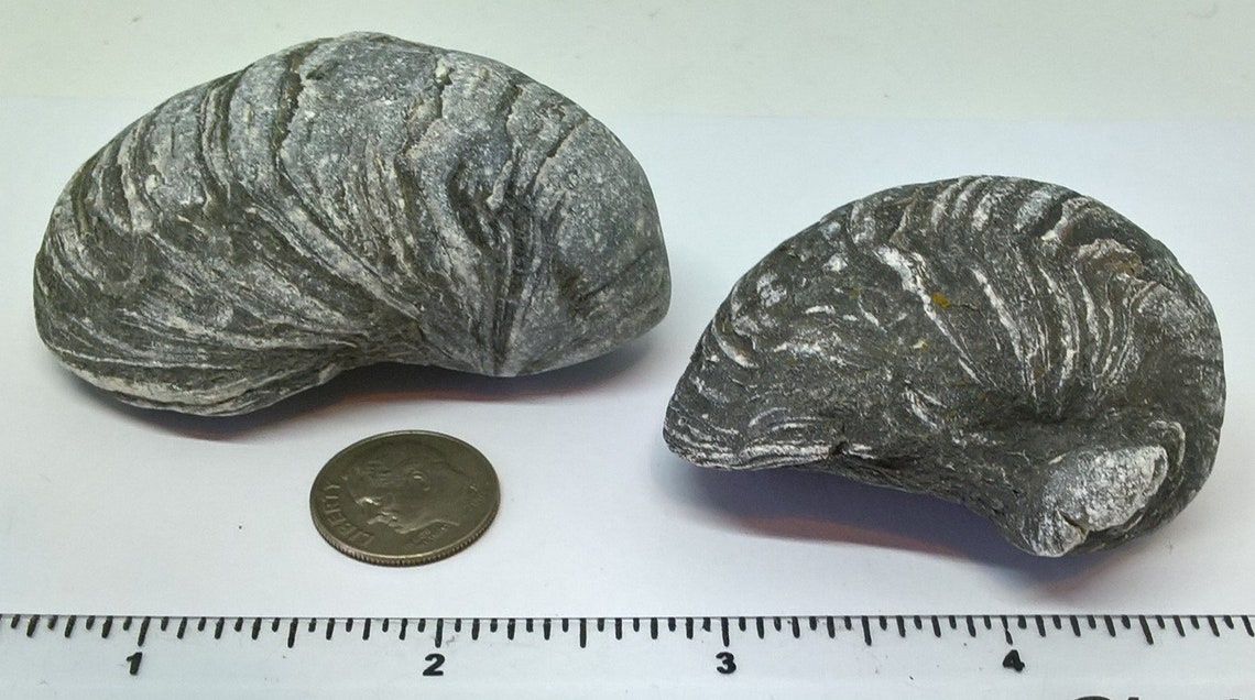 Two Gryphaea Fossils from North Yorkshire Jurassic Coast | Etsy