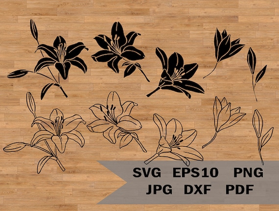 Lily Template Svg Flower Clipart Cricut Silhouette Cut - Etsy