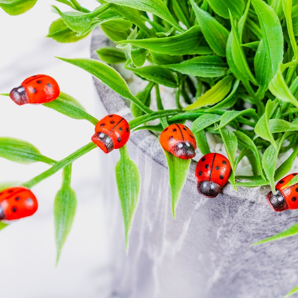 Ladybug Terrarium - Etsy
