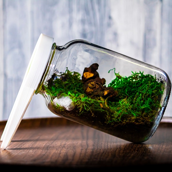 Terrarium Stand - Etsy