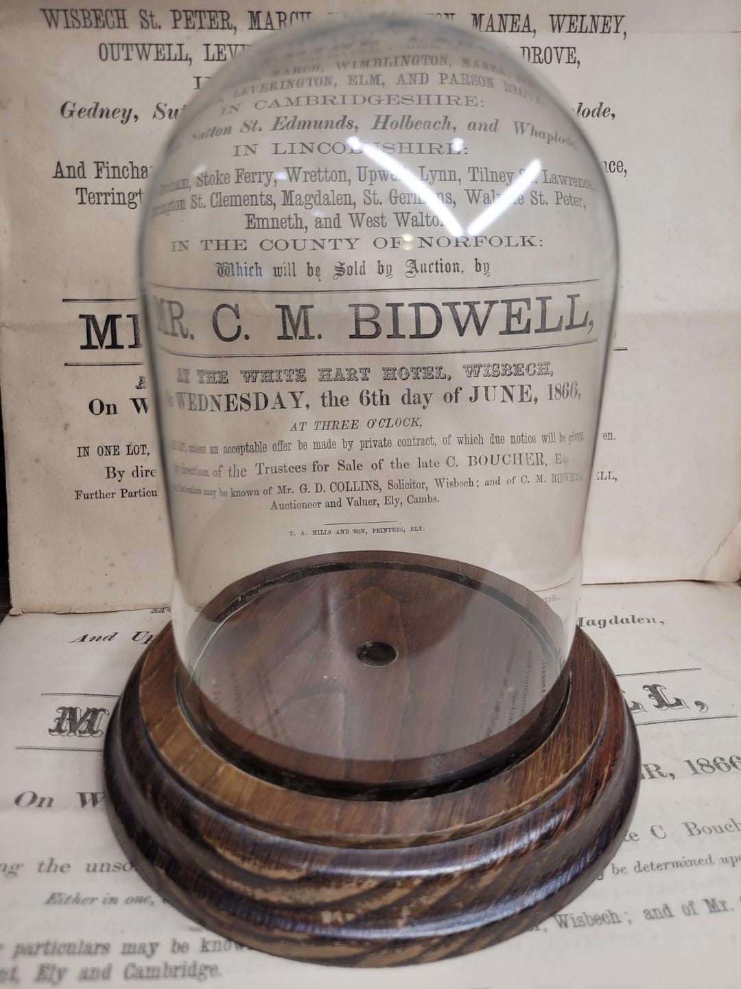 Vintage Glass Domed Display Case, Wooden Base, Curiosity Display - Etsy