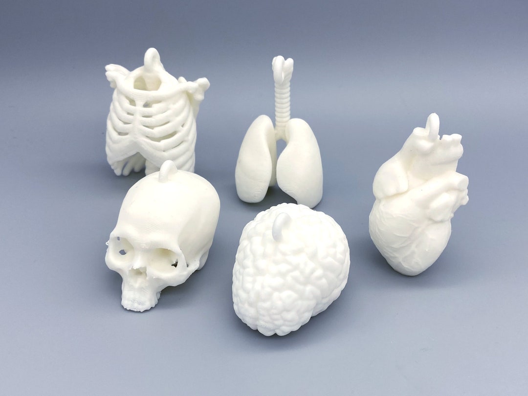 3D Printed Anatomy Ornaments - for Holidays or Home Decor, Christmas ...