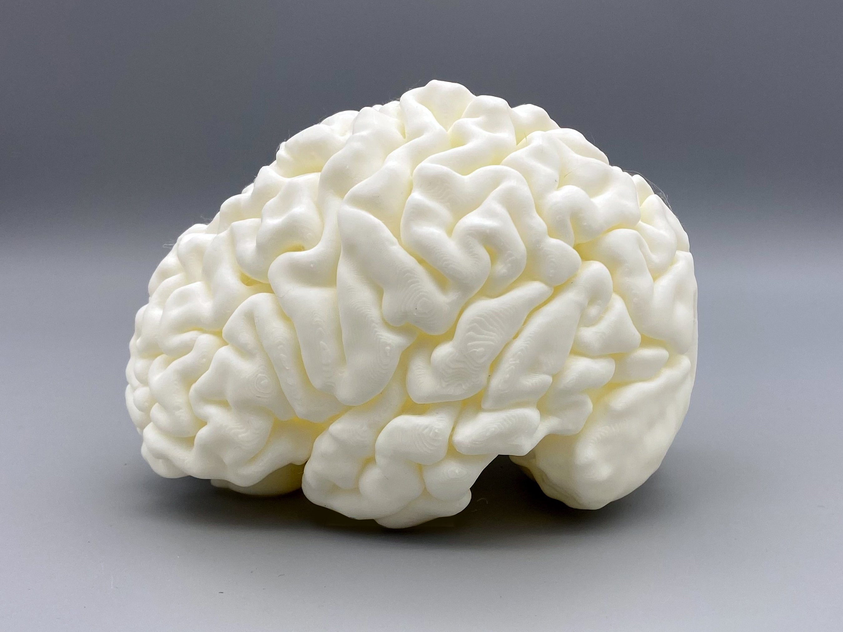 Human Brain - 3D Printed Accent Lamp, Wall Hanging or Table Top Novelty ...