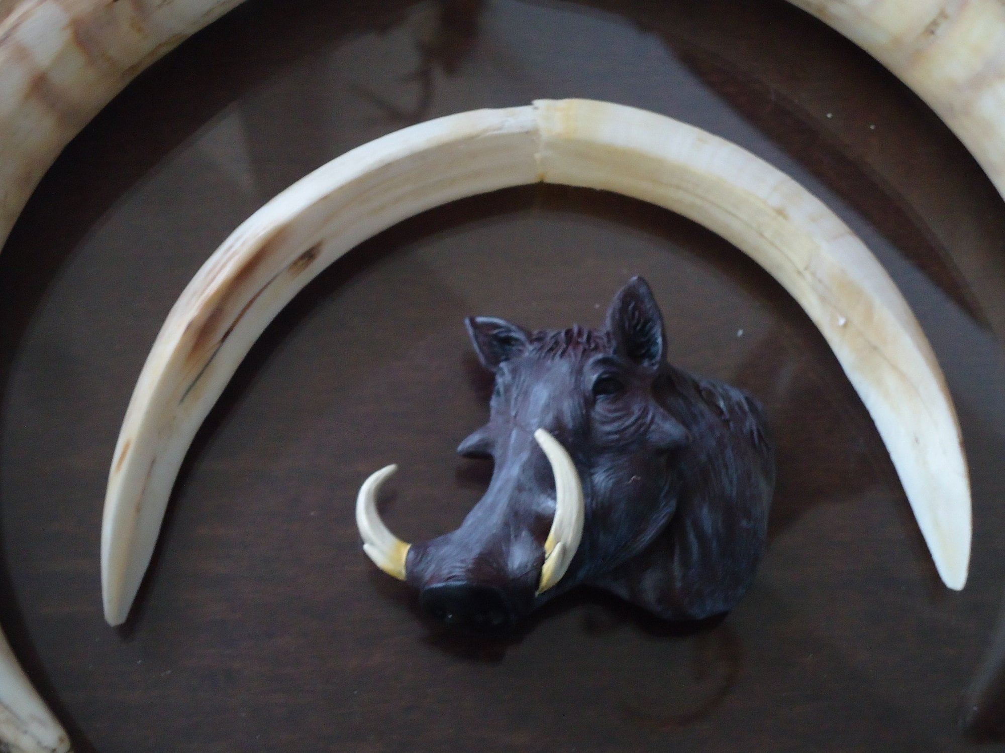 AFRICAN WARTHOG TUSKS Record Size Mounted on Walnut Frame - Etsy