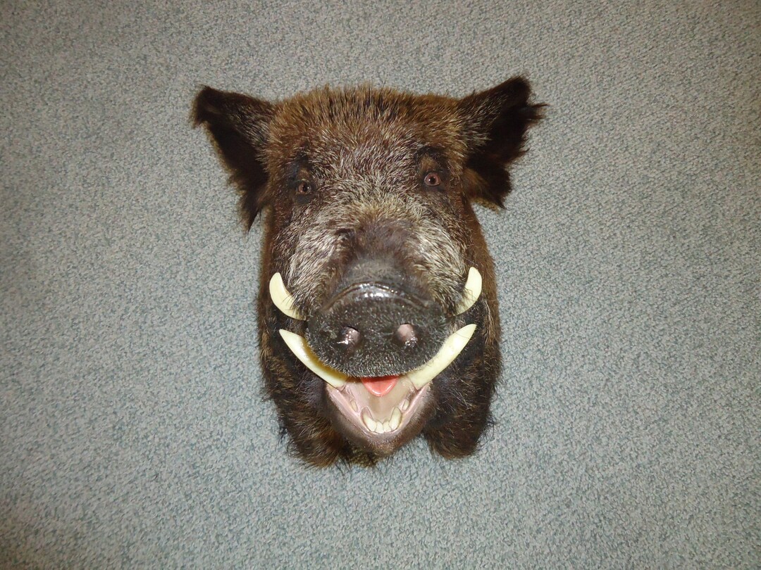 RUSSIAN BOAR TAXIDERMY Head/shoulder Mount in Excellent Condition - Etsy