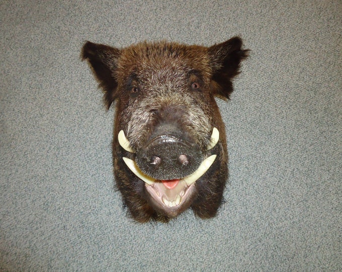 RUSSIAN BOAR TAXIDERMY Head/shoulder Mount in Excellent Condition - Etsy