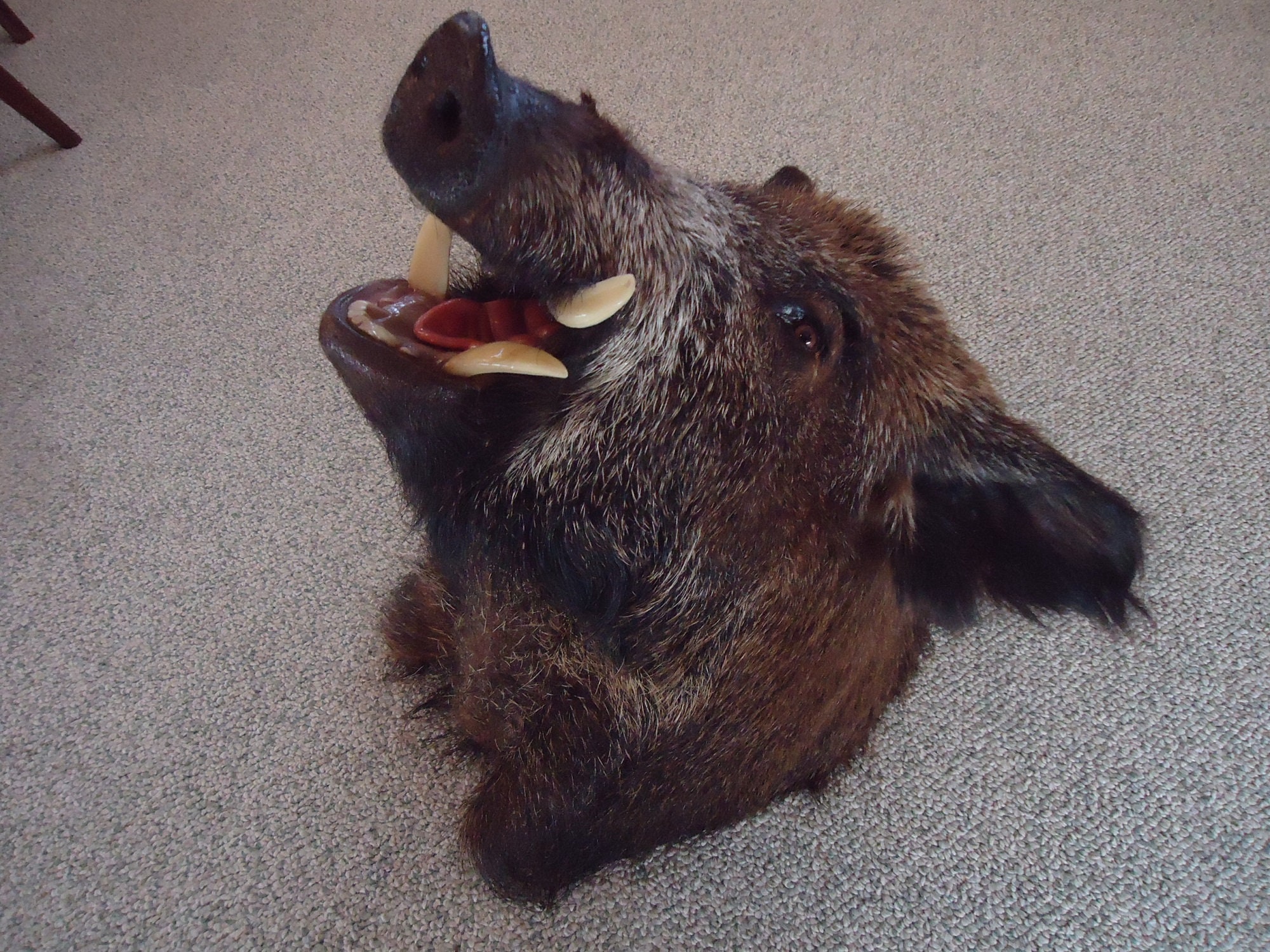 RUSSIAN BOAR TAXIDERMY Head/shoulder Mount in Excellent Condition - Etsy