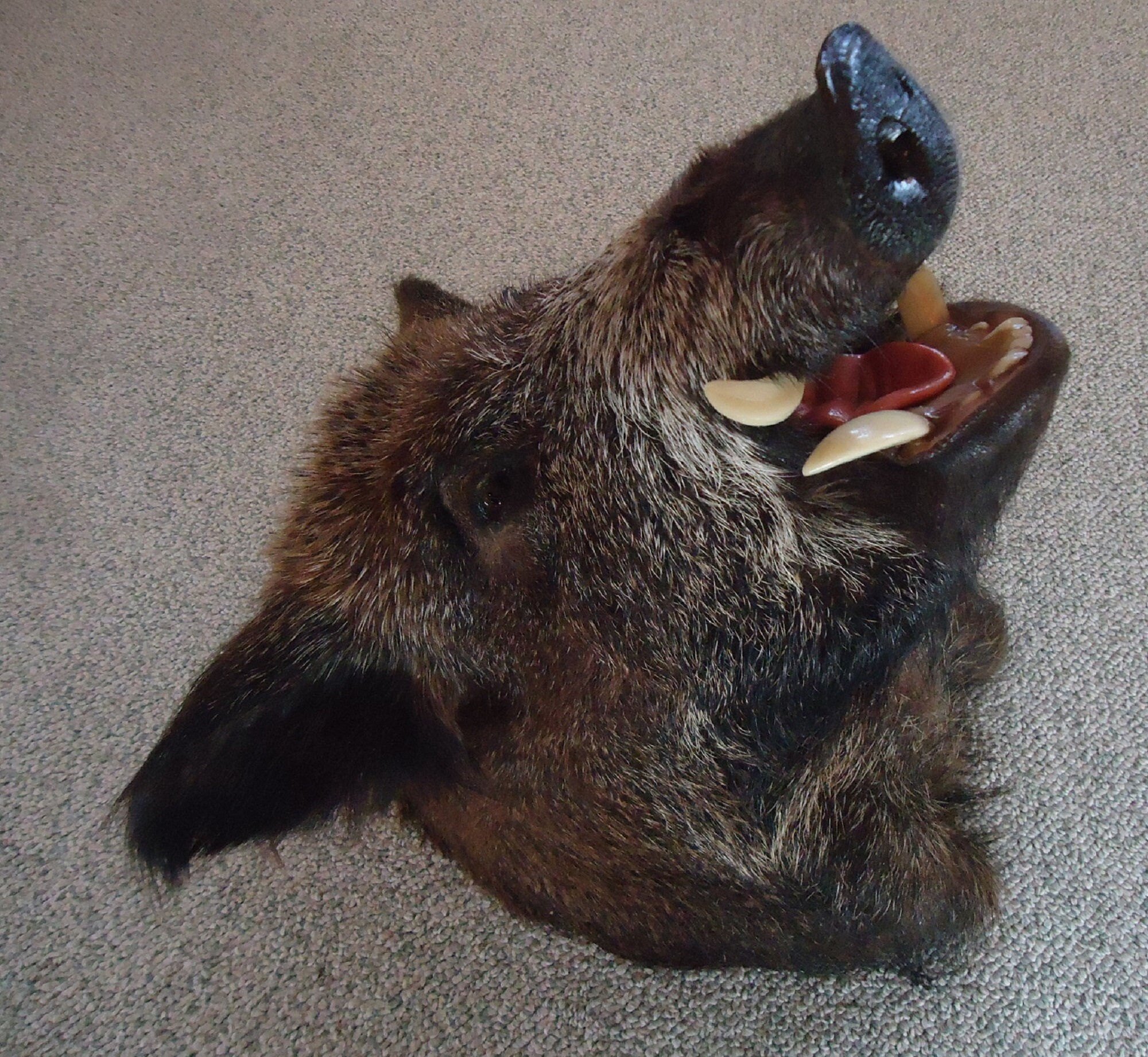 RUSSIAN BOAR TAXIDERMY Head/shoulder Mount in Excellent Condition - Etsy