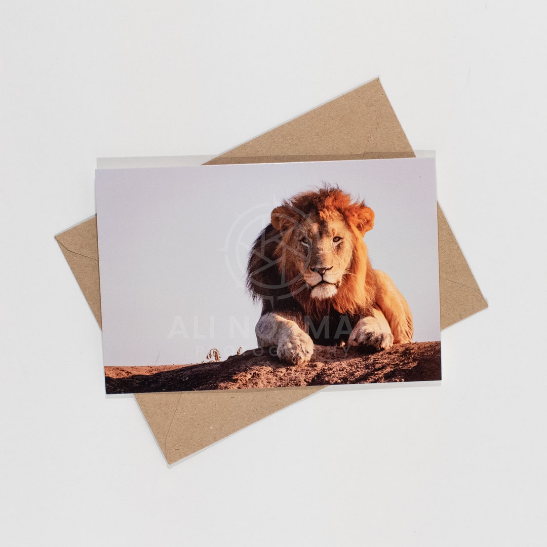 Lion Safari Photo Cards - Blank Greeting Notecards With Envelopes - Etsy